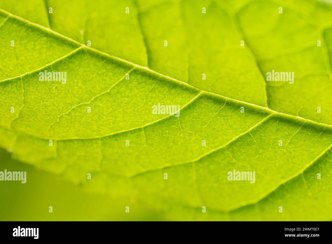 Leaf Texture, veins close-up, green leaf in nature.Background texture wallpaper. Back lit ...