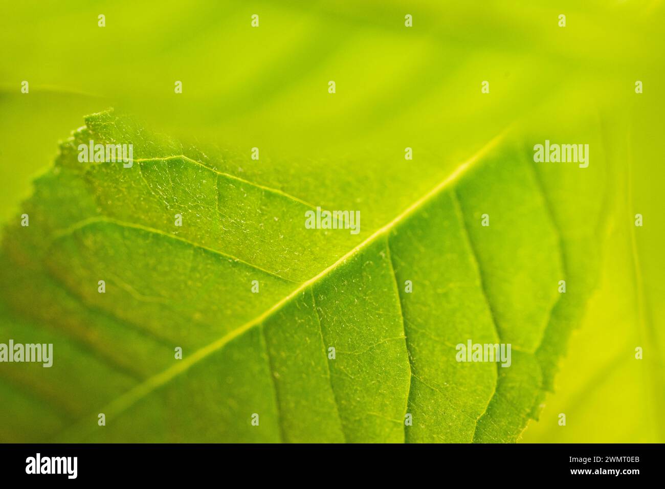 Leaf Texture, veins close-up, green leaf in nature.Background texture ...