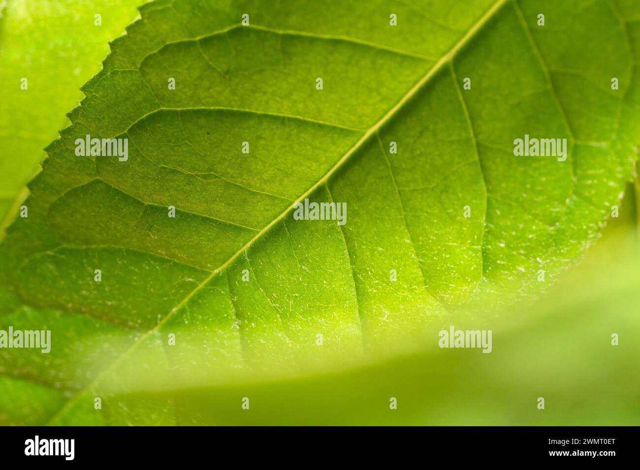Leaf Texture, veins close-up, green leaf in nature.Background texture wallpaper. Back lit ...