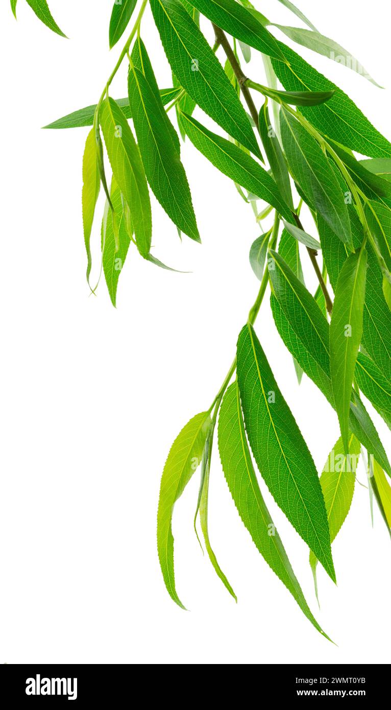 Spring green foliage. Willow branch with green leaves isolated on a white background without ...