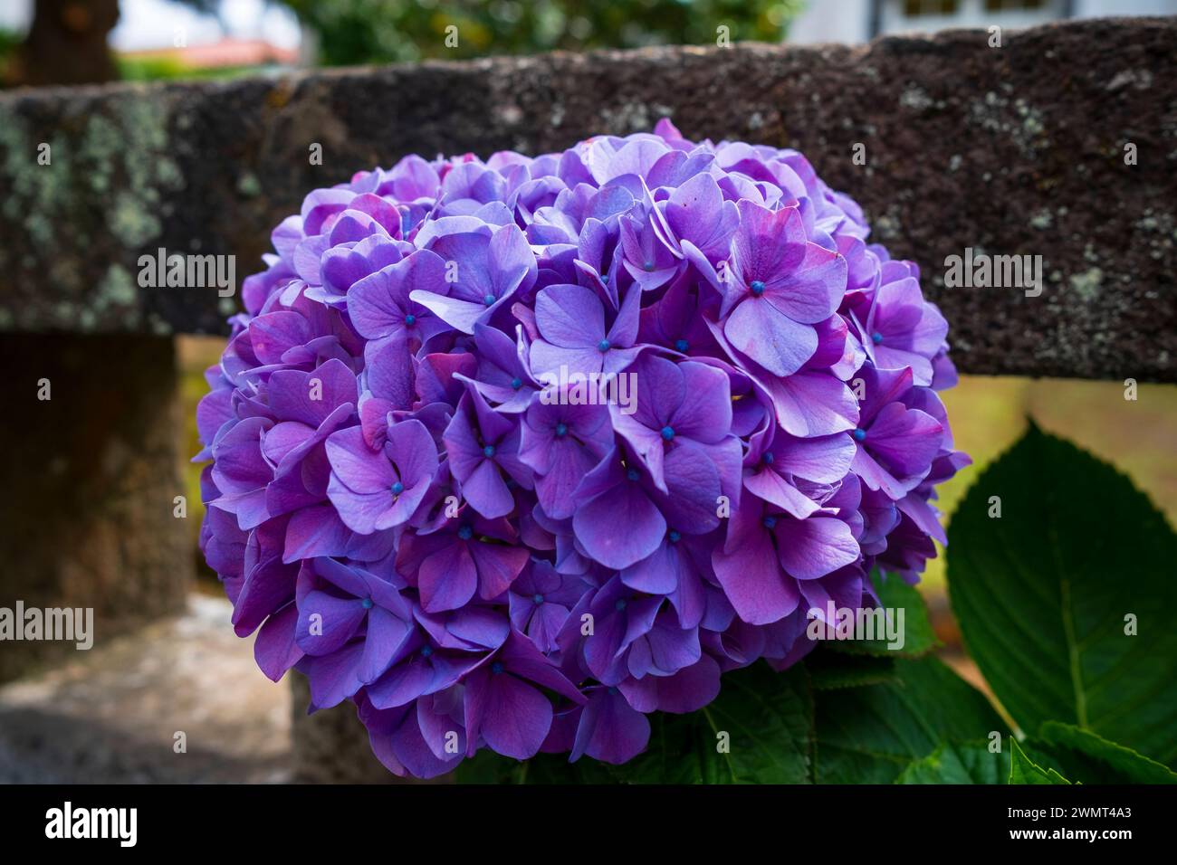 Beautiful purple hydrangea flower on the street in Vila das Furnas. São ...
