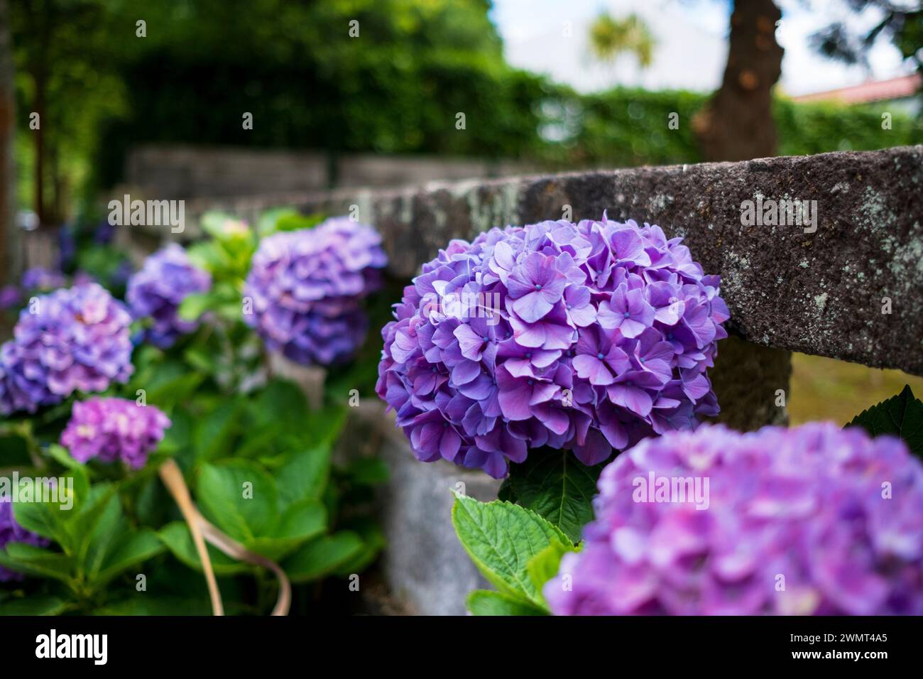 Beautiful purple hydrangea flowers on the street in Vila das Furnas ...
