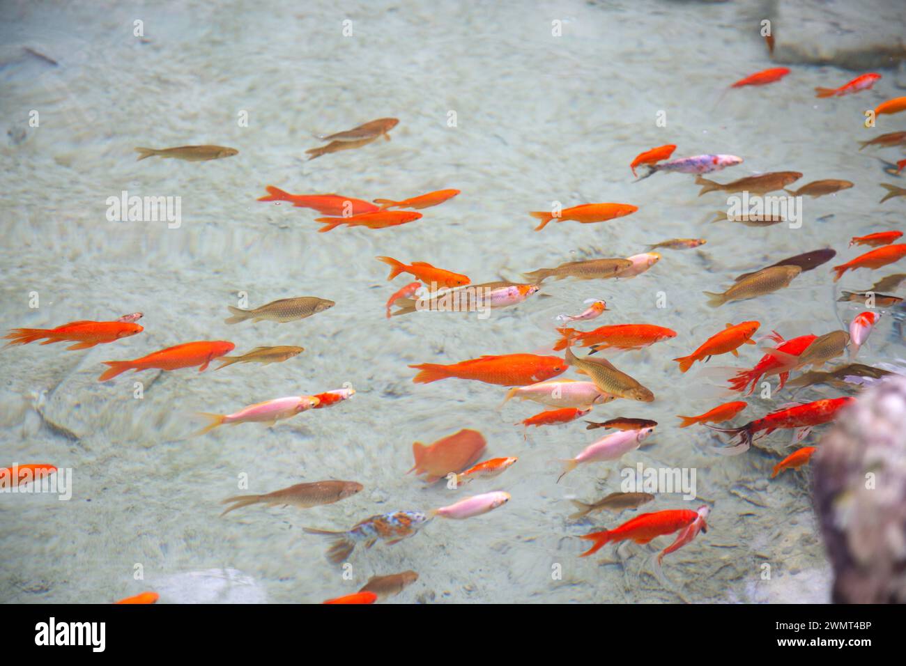 Redfish is a common name for several species of fish. It is most ...