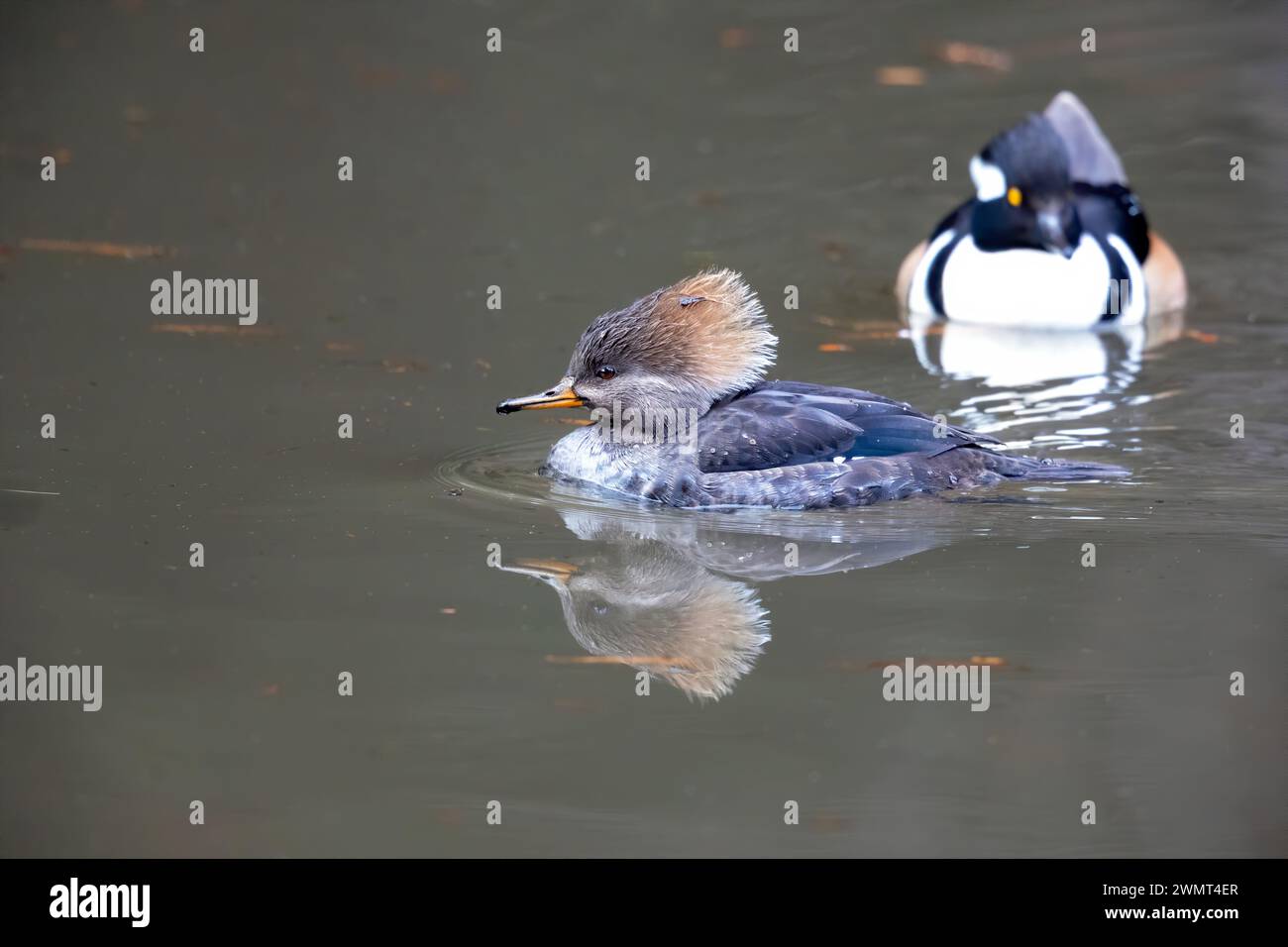 Hooded Merganser Female and Reflection Stock Photo - Alamy