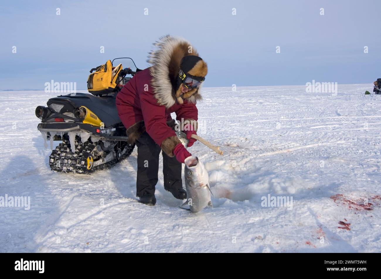 Ichthyological ichthyology hi-res stock photography and images - Alamy