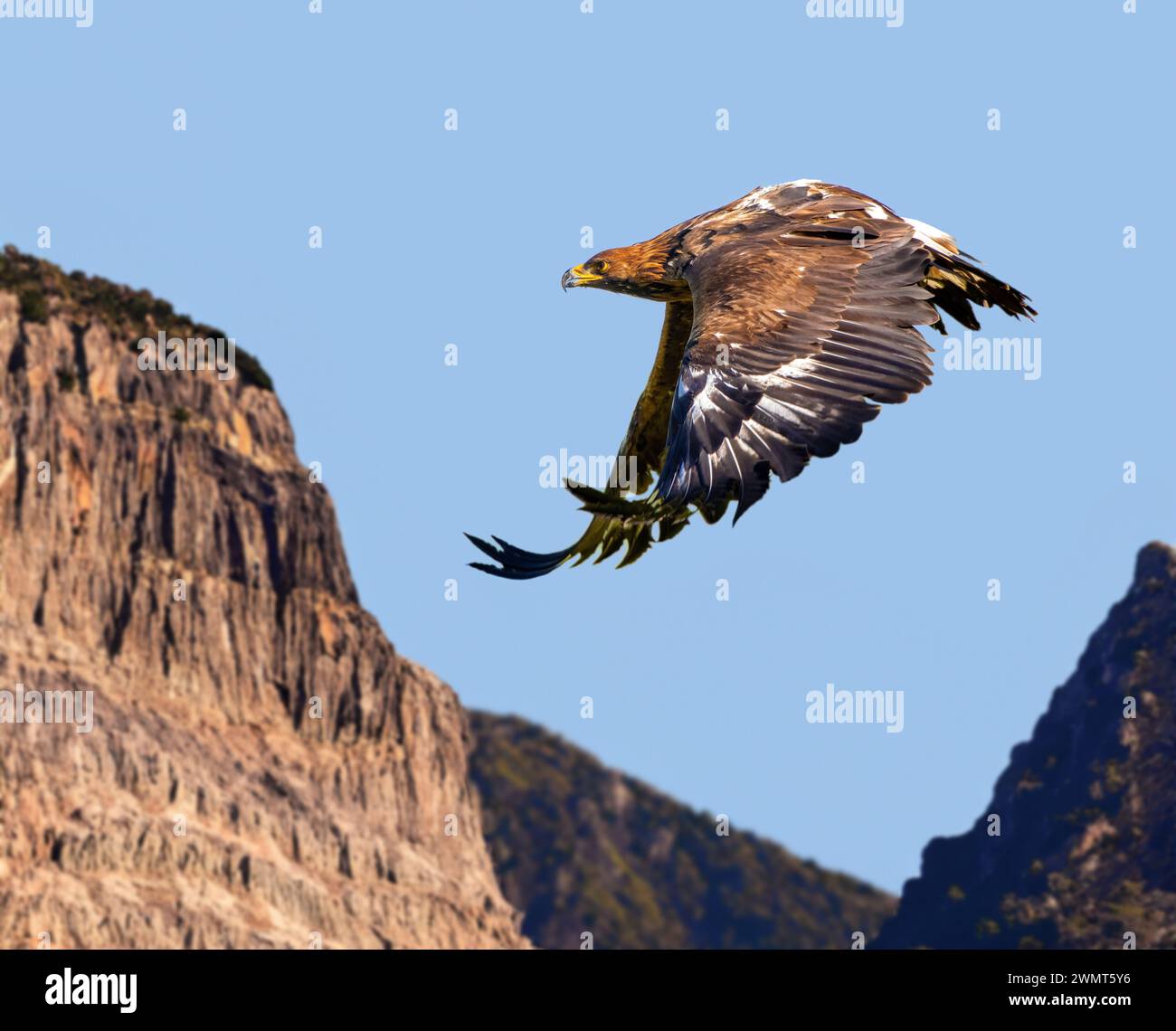 The Golden Eagle (Aquila chrysaetos) flying on blue sky Stock Photo - Alamy
