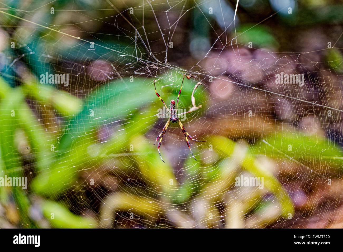 Golden spider weaver hi-res stock photography and images - Alamy