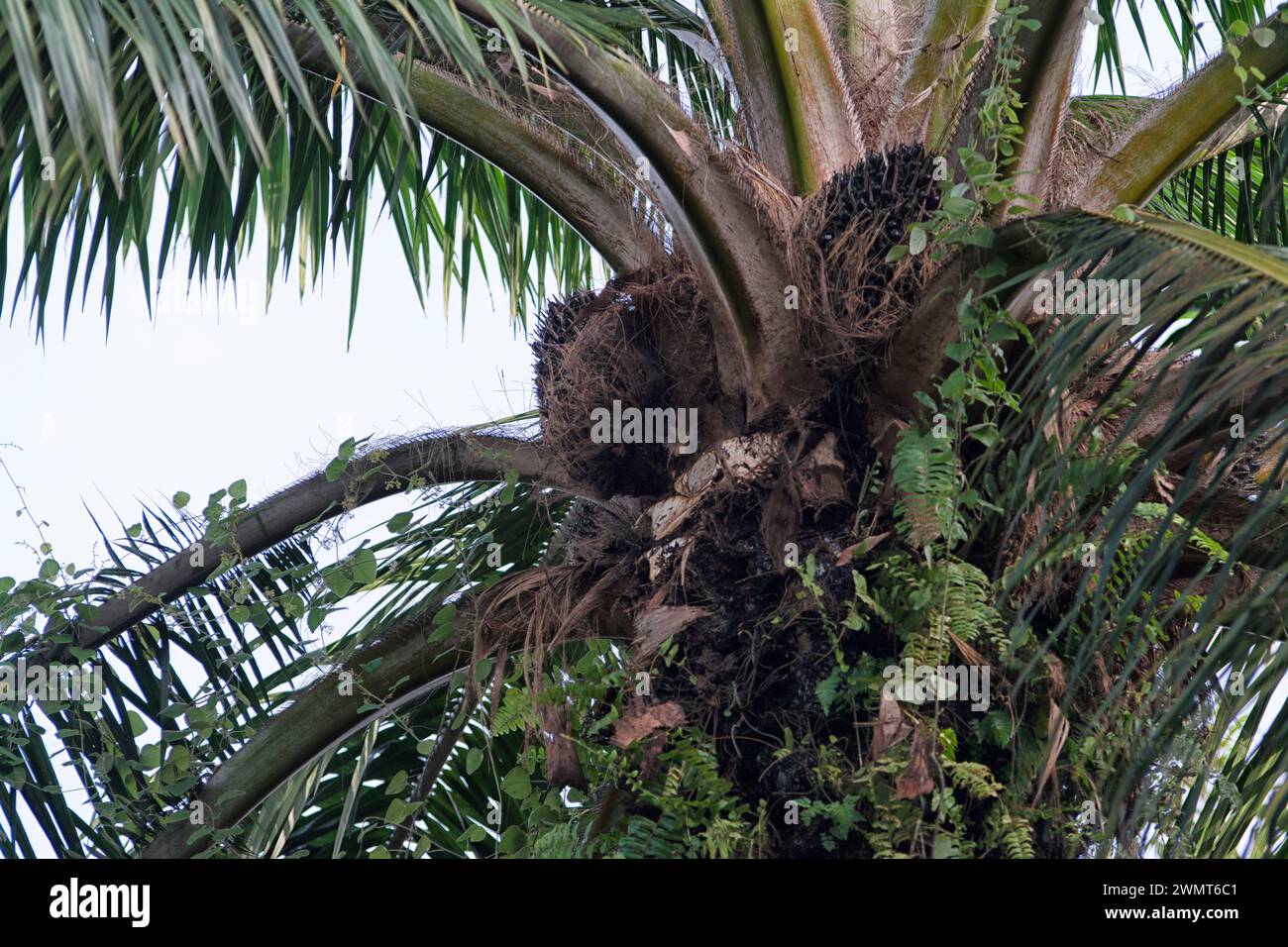 Top of palm tree hi-res stock photography and images - Alamy