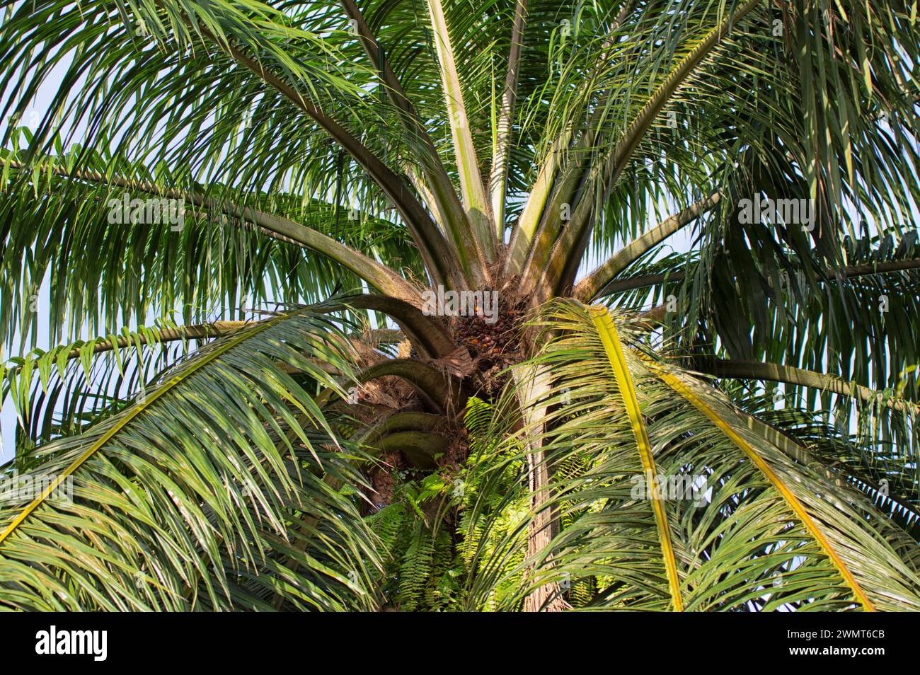 Oil palm tree hi-res stock photography and images - Alamy