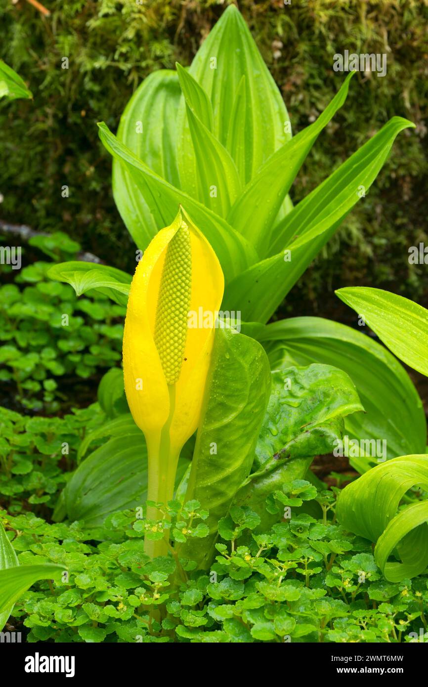 Skunk cabbage along Hebo Lake Trail, Siuslaw National Forest, Oregon ...