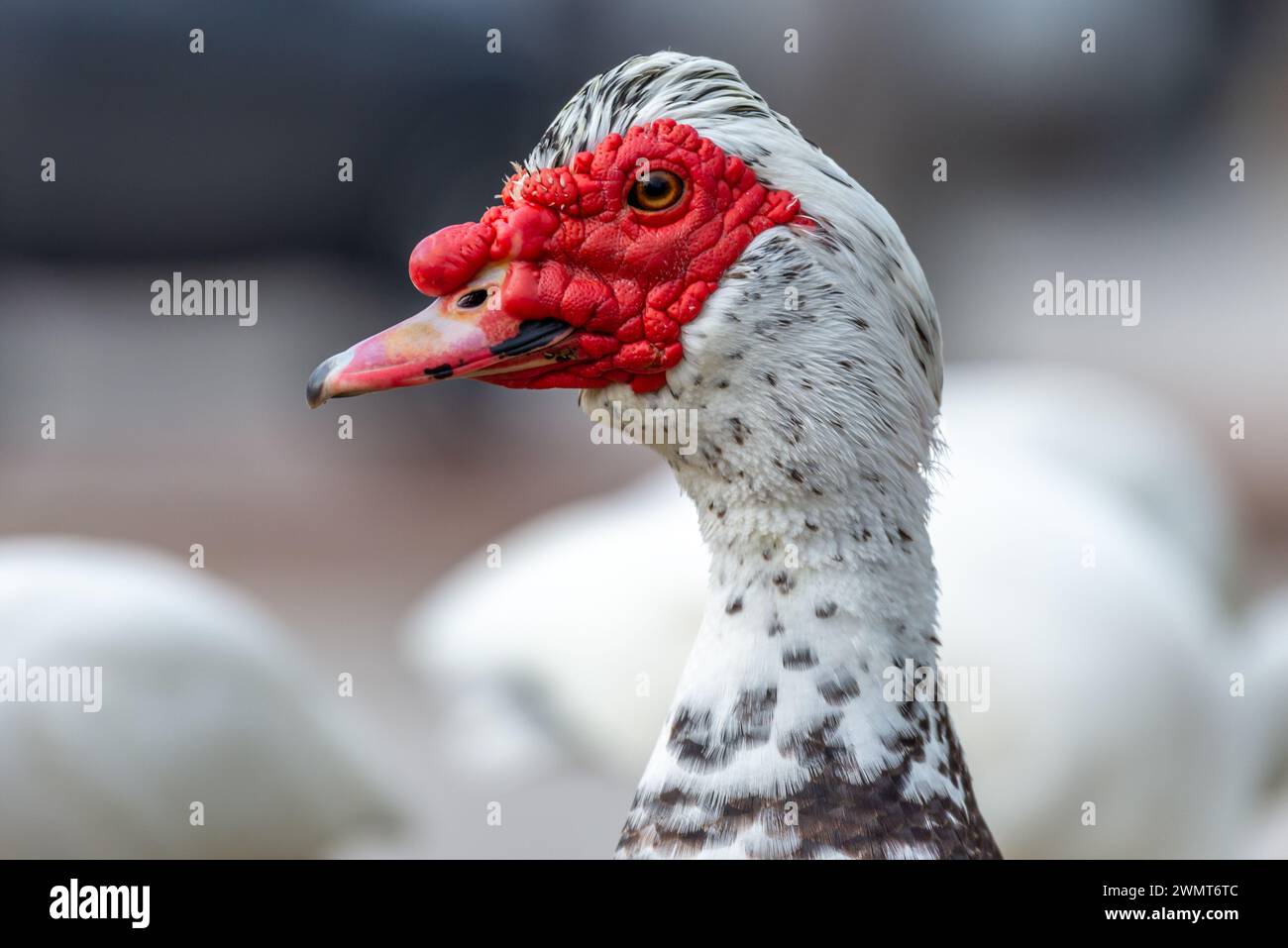 Male muscovy duck hi-res stock photography and images - Alamy