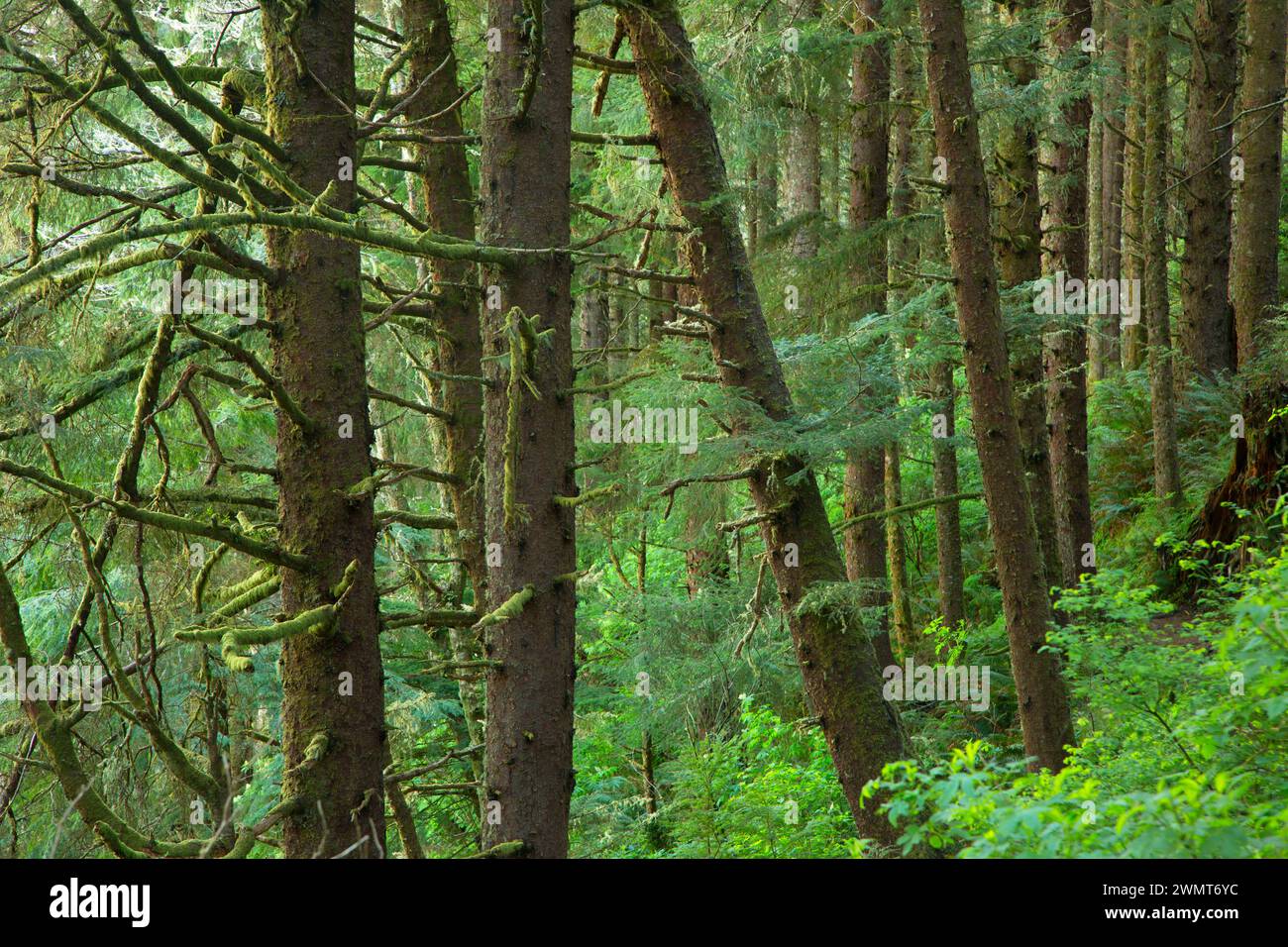 Sitka spruce forest along Amanda's Trail, Cape Perpetua Scenic Area ...