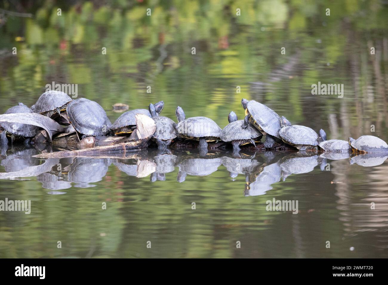 Line of eleven turtles Hauled out Stock Photo - Alamy