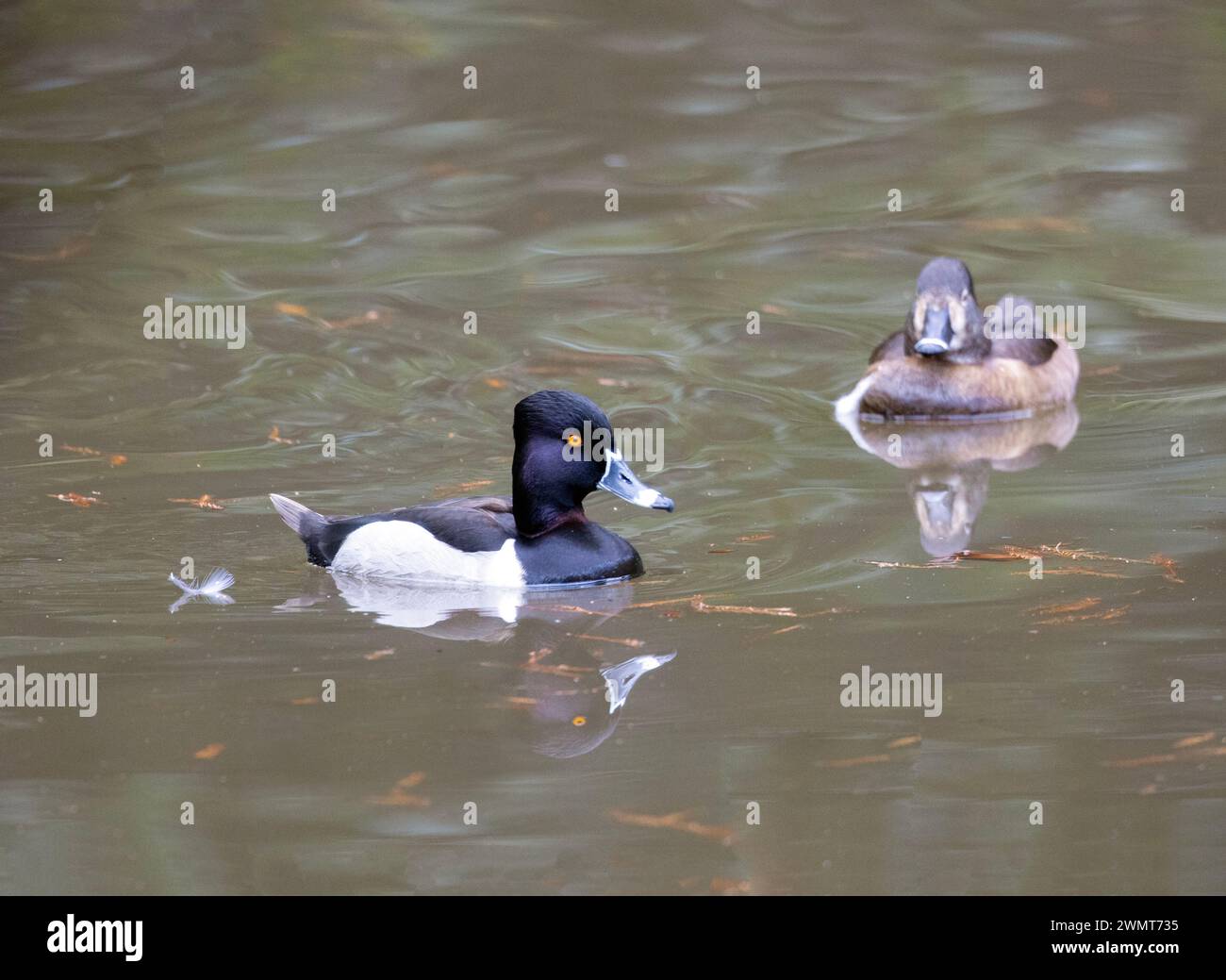 Ring necked Duck Drake Stock Photo - Alamy