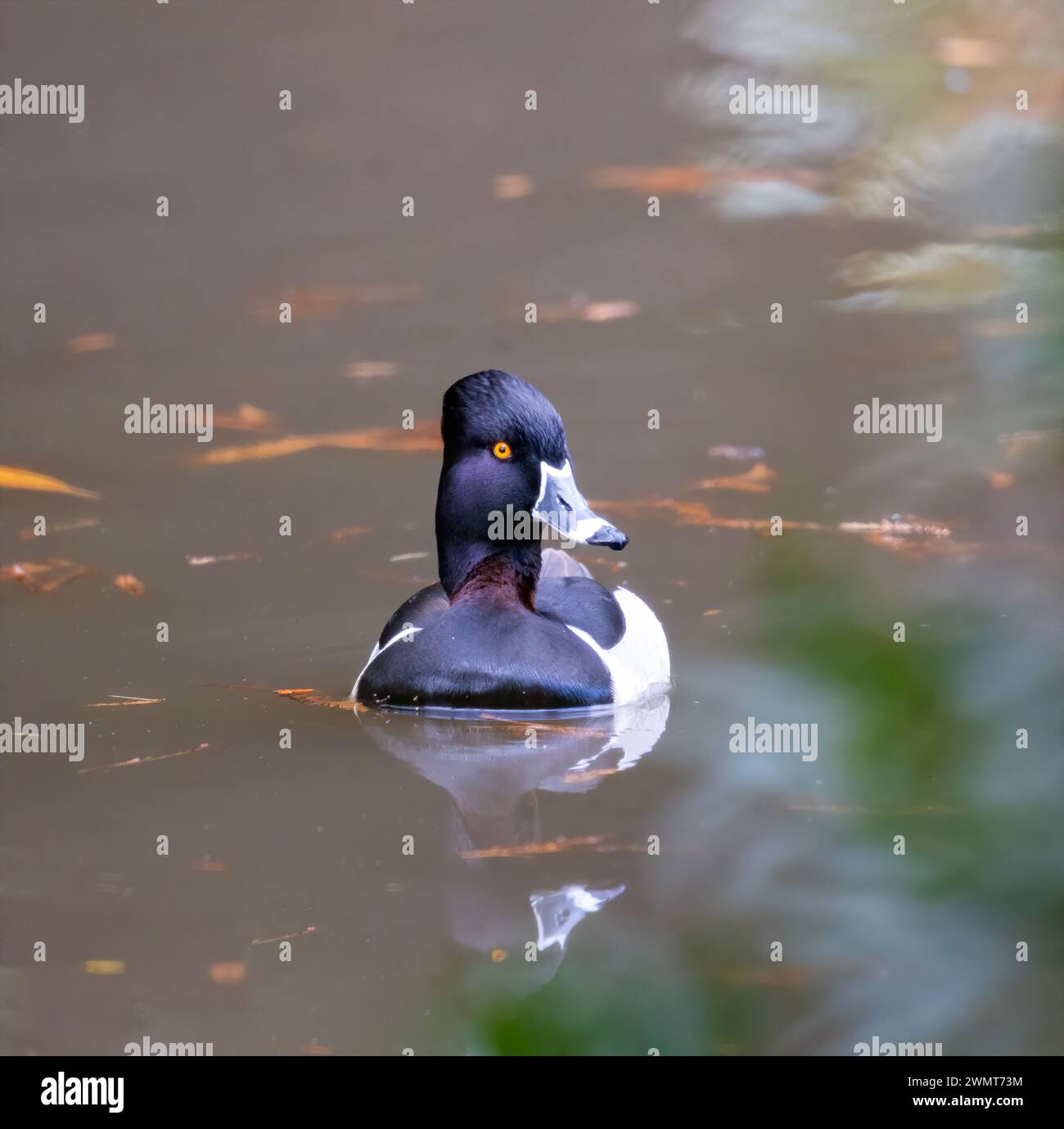 Ring necked duck drake hi-res stock photography and images - Alamy