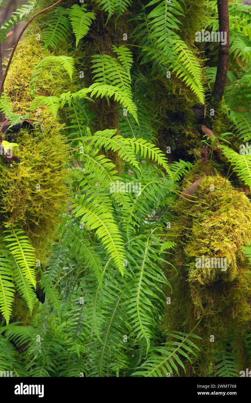 Licorice ferns (Polypodium glycyrrhiza), Cape Perpetua Scenic Area ...