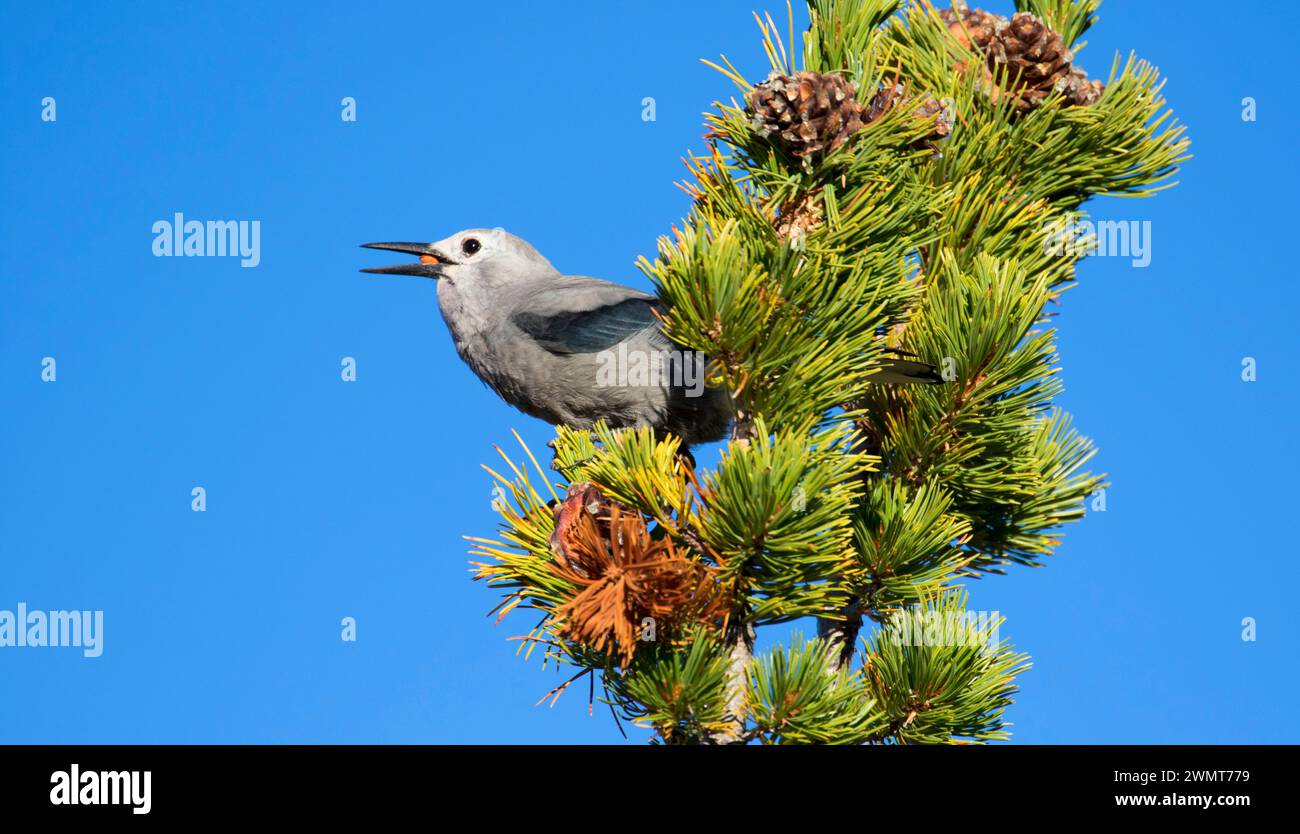Clarks nutcracker along Tam McArthur Rim Trail, Three Sisters ...