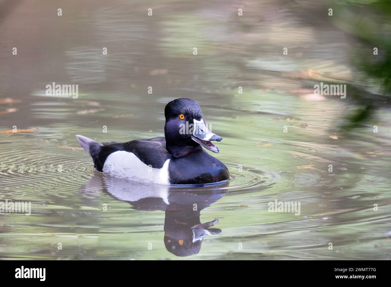 Ring necked Duck Drake Stock Photo - Alamy
