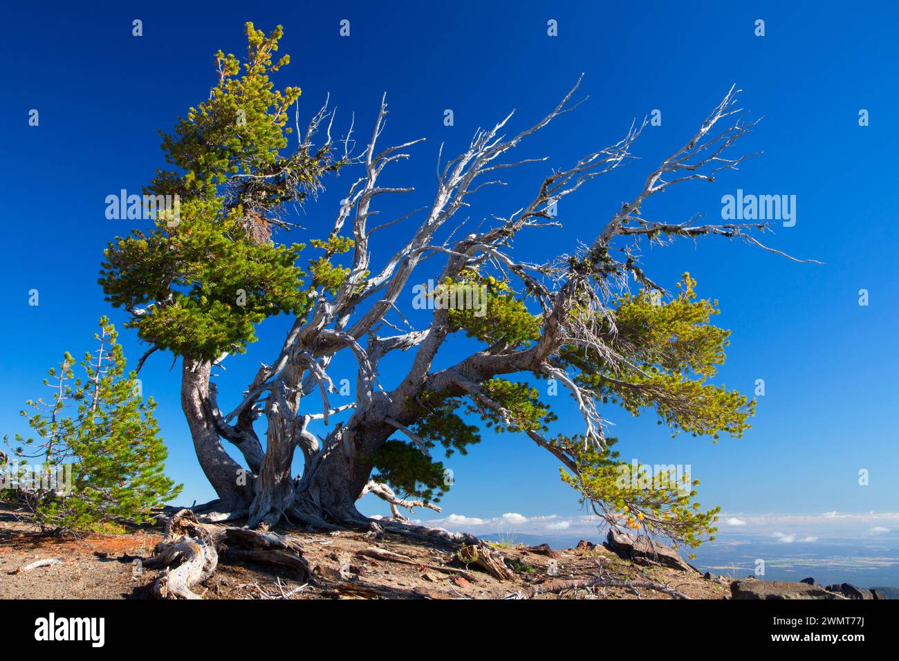 Whitebark pine along Tam McArthur Rim Trail, Three Sisters Wilderness ...