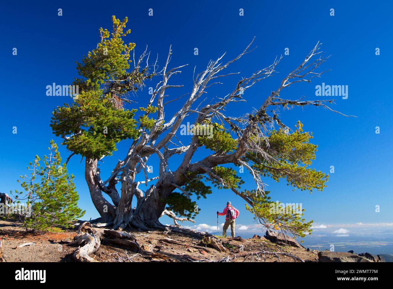 Whitebark pine along Tam McArthur Rim Trail, Three Sisters Wilderness ...