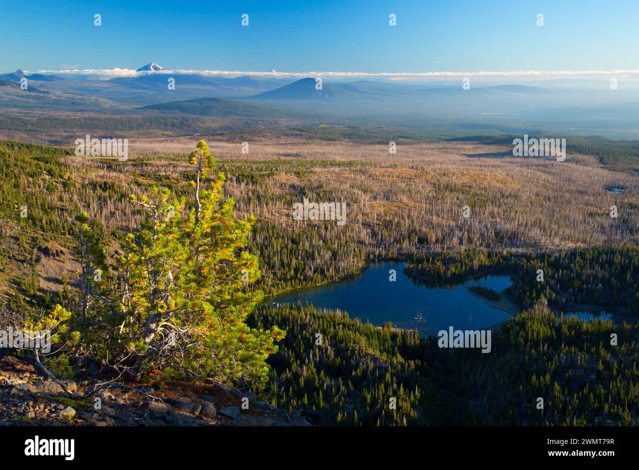 Whitebark pine with Little Three Creek Lake from Tam McArthur Rim Trail ...