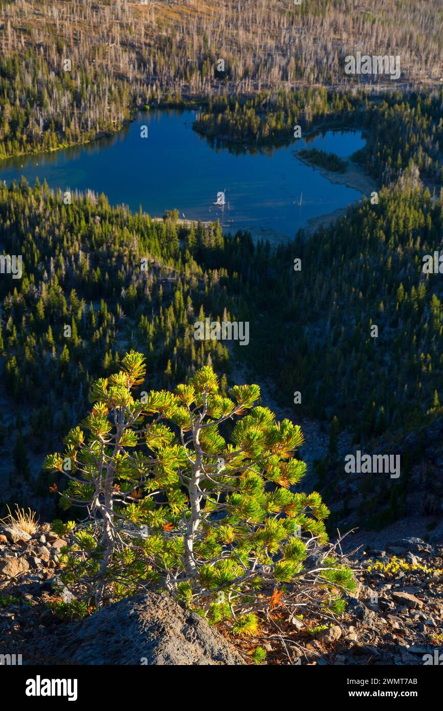 Tam mcarthur trail hi-res stock photography and images - Alamy