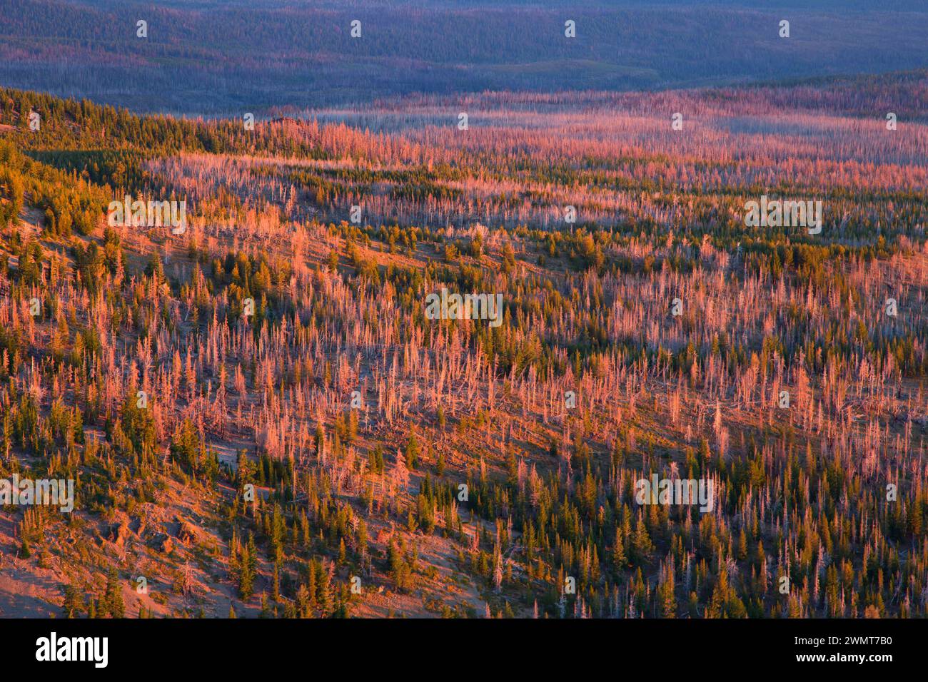 Tam mcarthur trail hi-res stock photography and images - Alamy