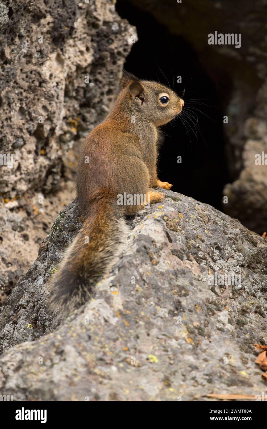 Squirrel at South Ice Cave, Deschutes National Forest, Oregon Stock ...