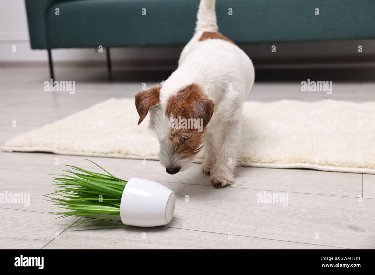 Cute dog near overturned houseplant on rug indoors Stock Photo - Alamy