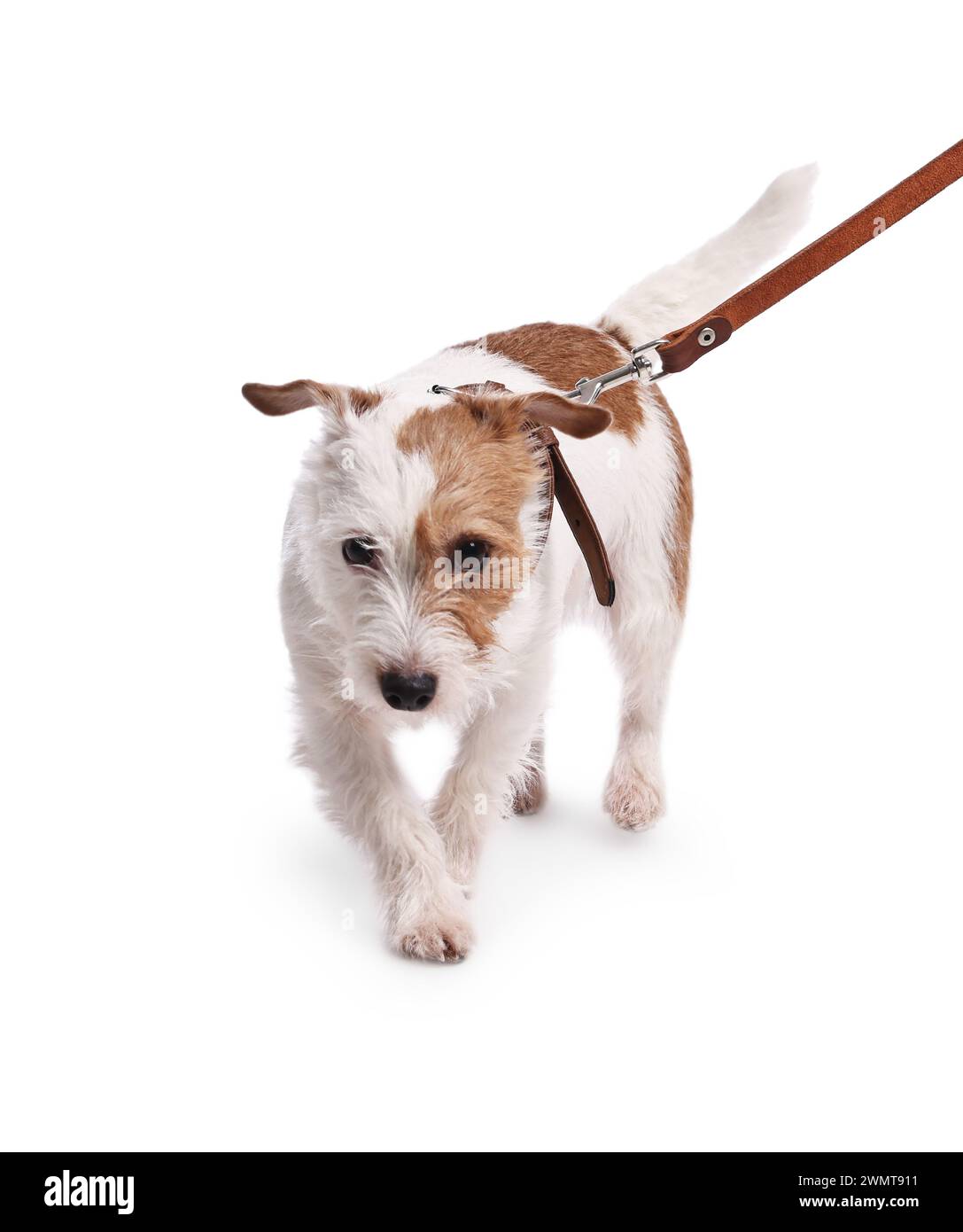 Cute dog walking on leash against white background Stock Photo - Alamy