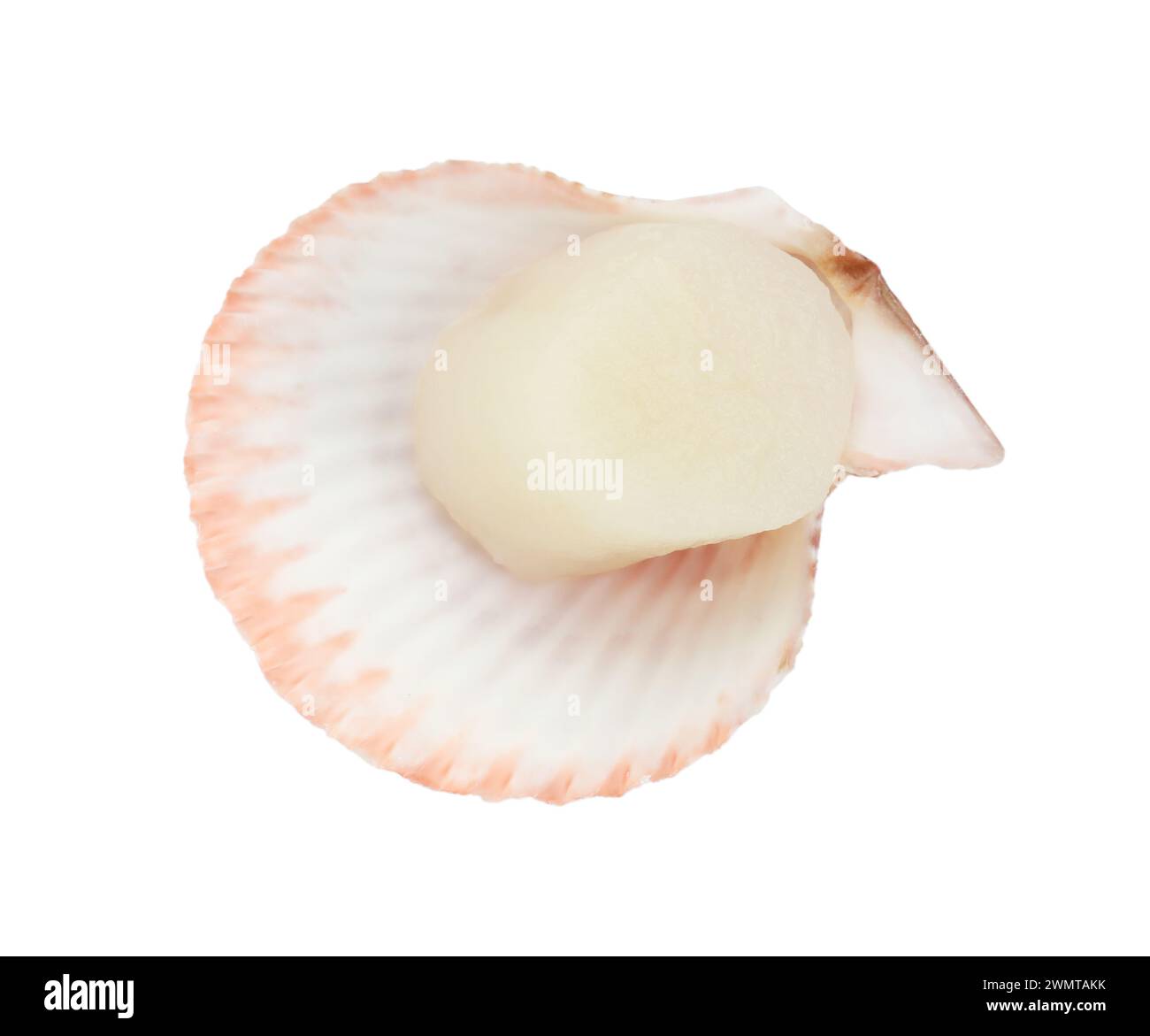 Fresh raw scallop in shell isolated on white, top view Stock Photo - Alamy