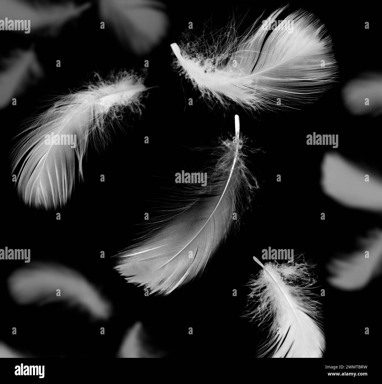 Fluffy bird feathers falling on black background Stock Photo - Alamy