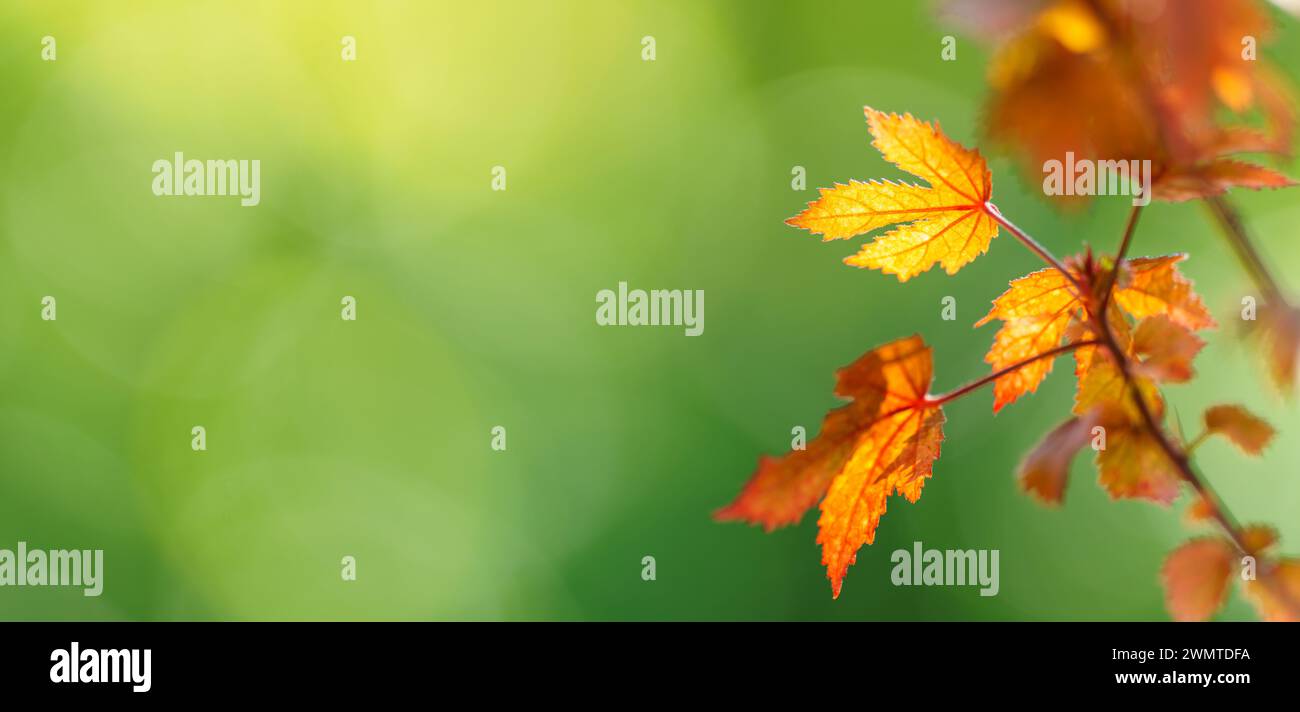 Natural plan hi-res stock photography and images - Alamy