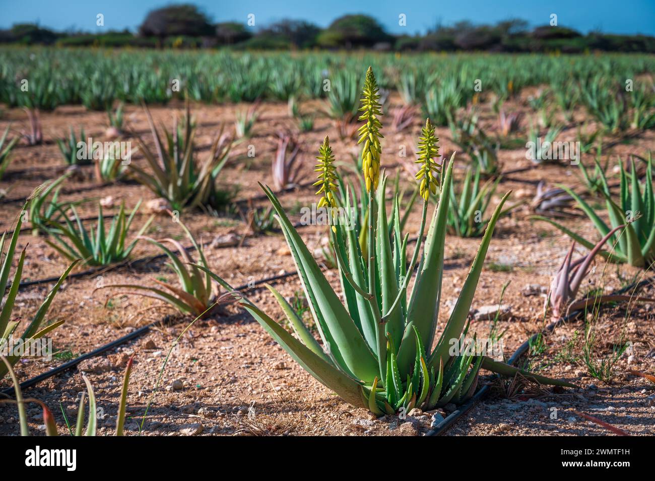 Blossoming aloe vera plant at the Aruba Aloe Factory Museum and Store ...