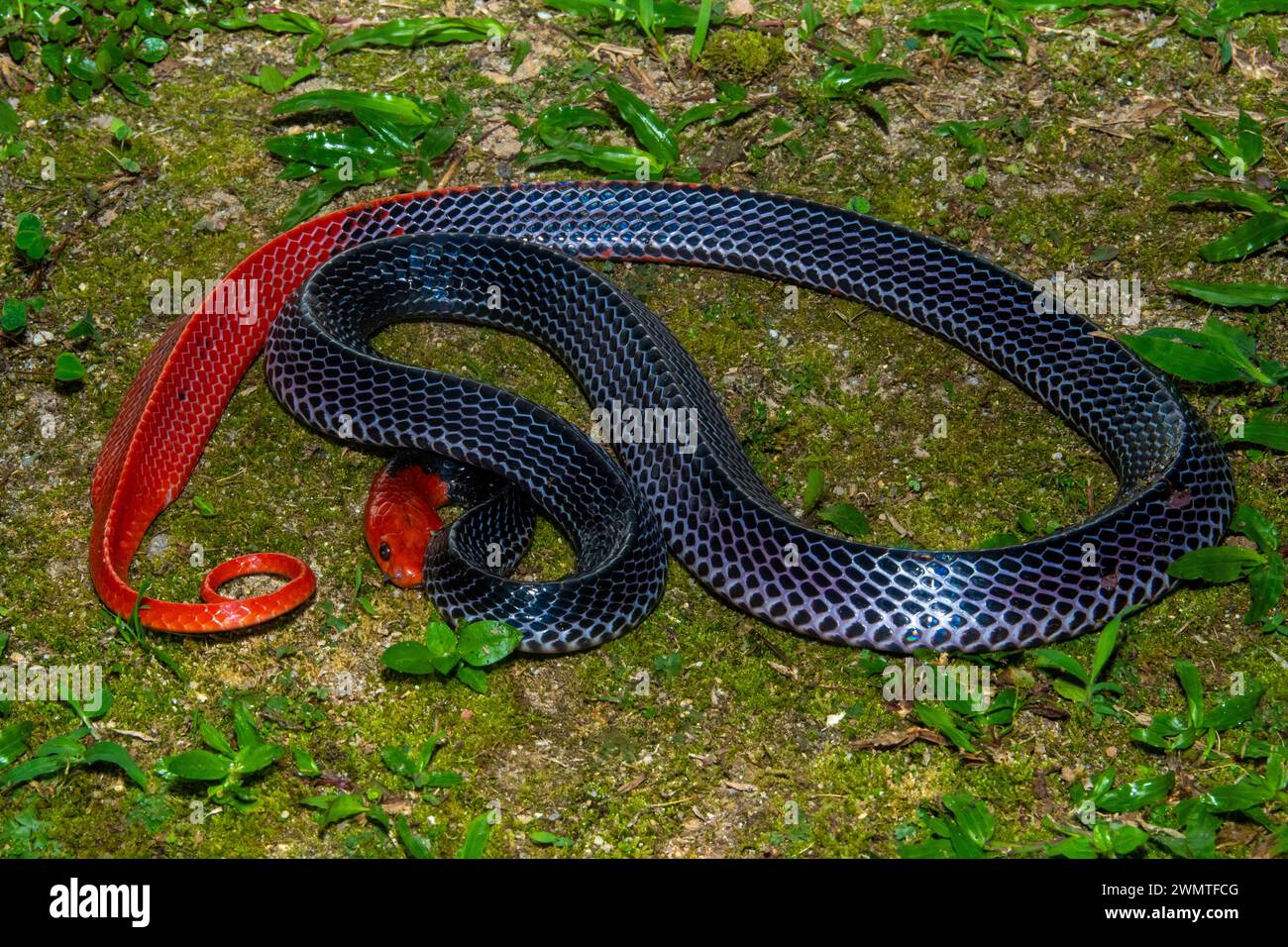Red-headed Krait (Bungarus flaviceps) one of the highly venomous elapid ...