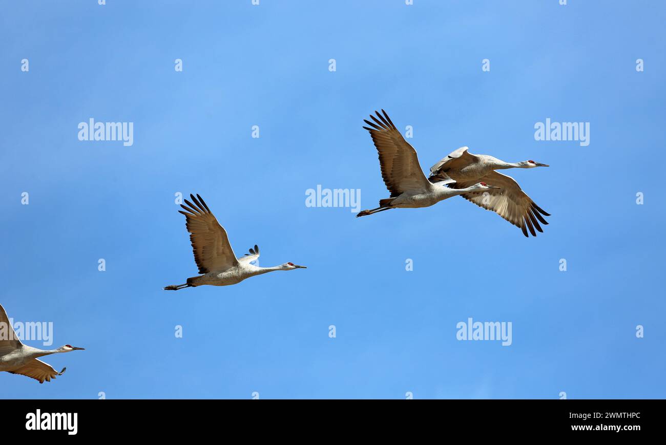Four cranes flying hi-res stock photography and images - Alamy