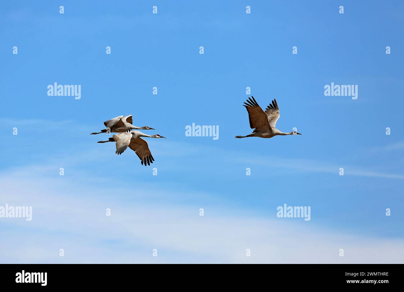 Three Cranes flying - New Mexico Stock Photo - Alamy