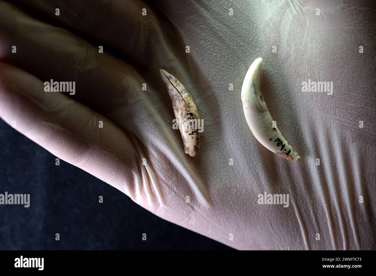 Prehistoric Iberian lynx canine teeth Stock Photo - Alamy