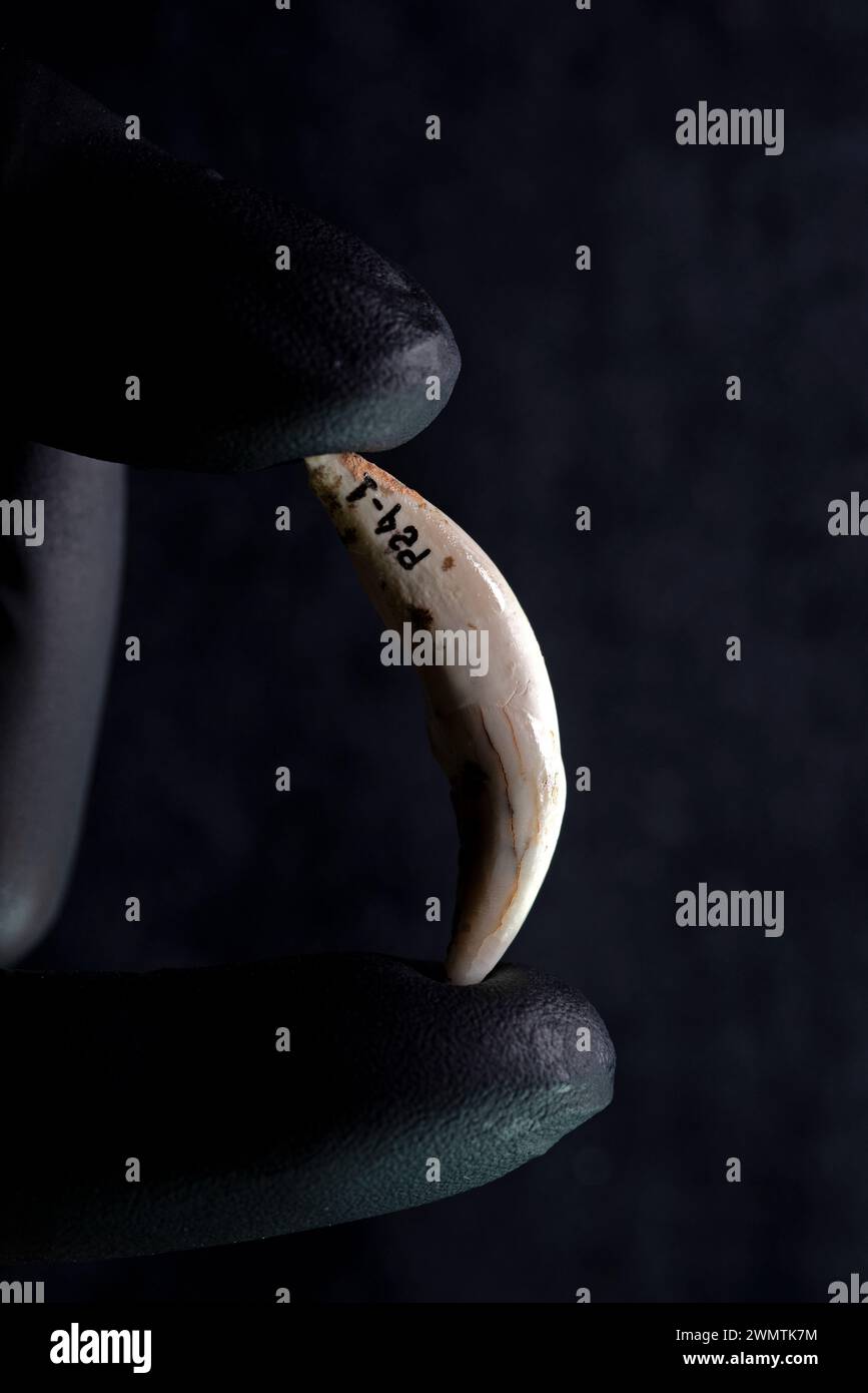 Prehistoric Iberian lynx canine tooth Stock Photo - Alamy