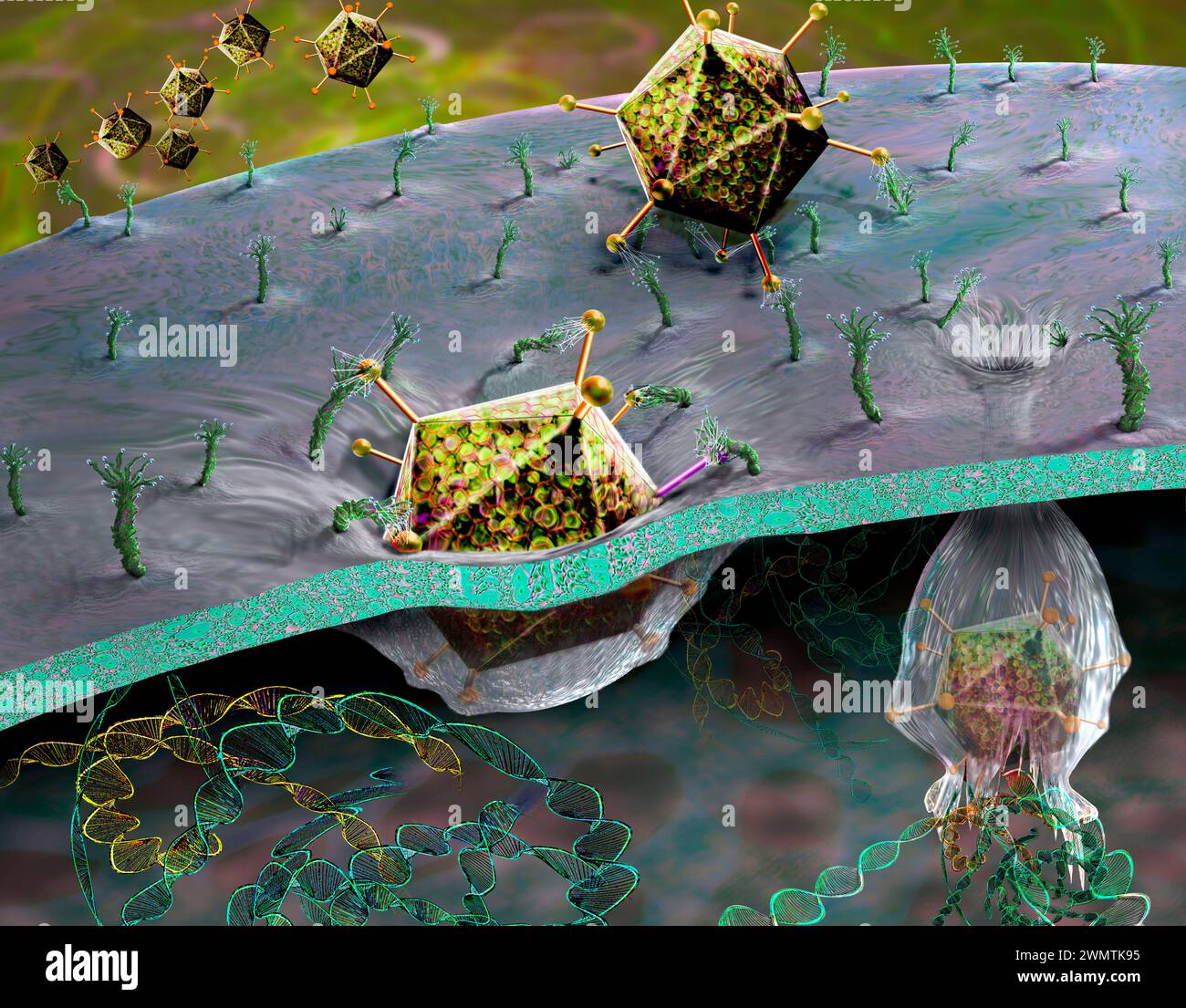 Viral gene therapy, illustration Stock Photo - Alamy