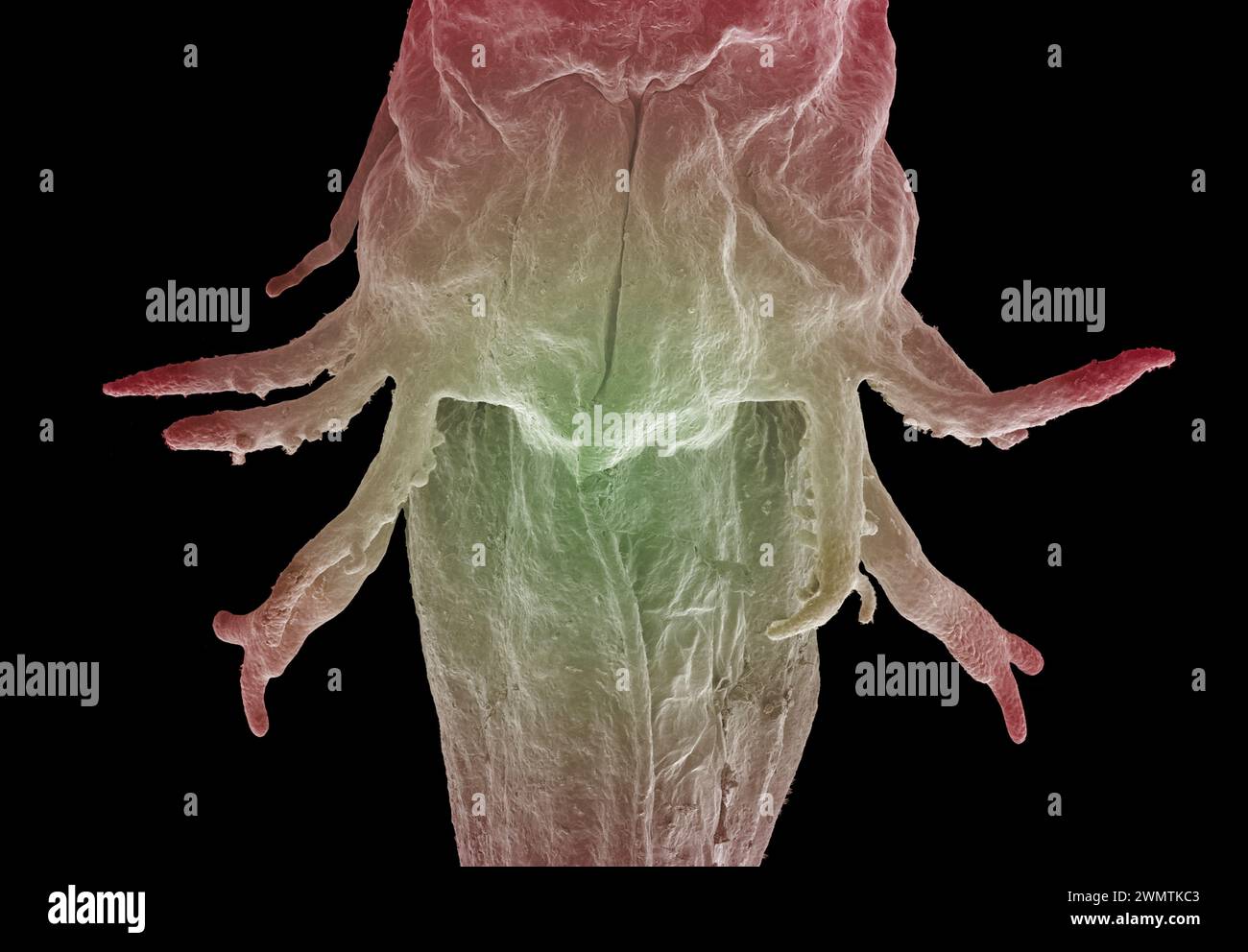 External gills of newt larvae, SEM Stock Photo - Alamy