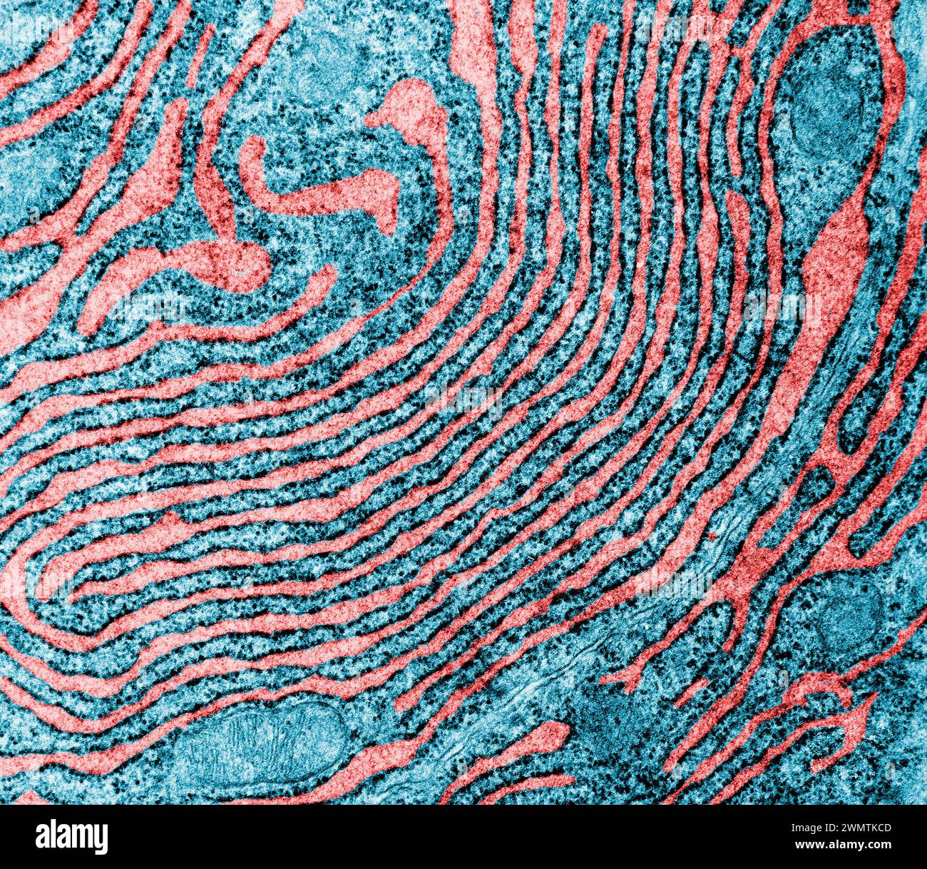 Rough endoplasmic reticulum, TEM Stock Photo - Alamy