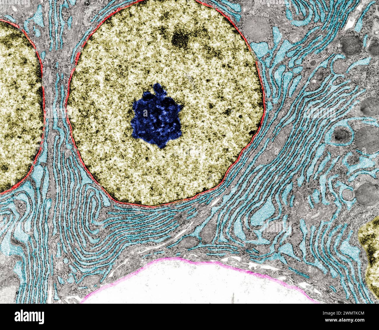 Protein-secreting cell, TEM Stock Photo - Alamy