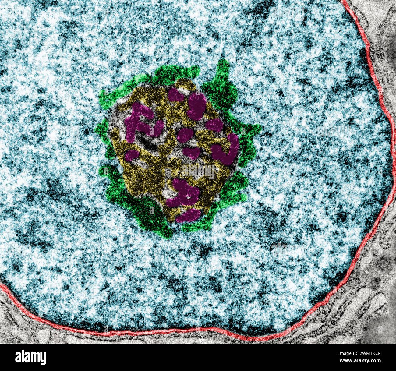 Nucleus and nucleolus, TEM Stock Photo - Alamy
