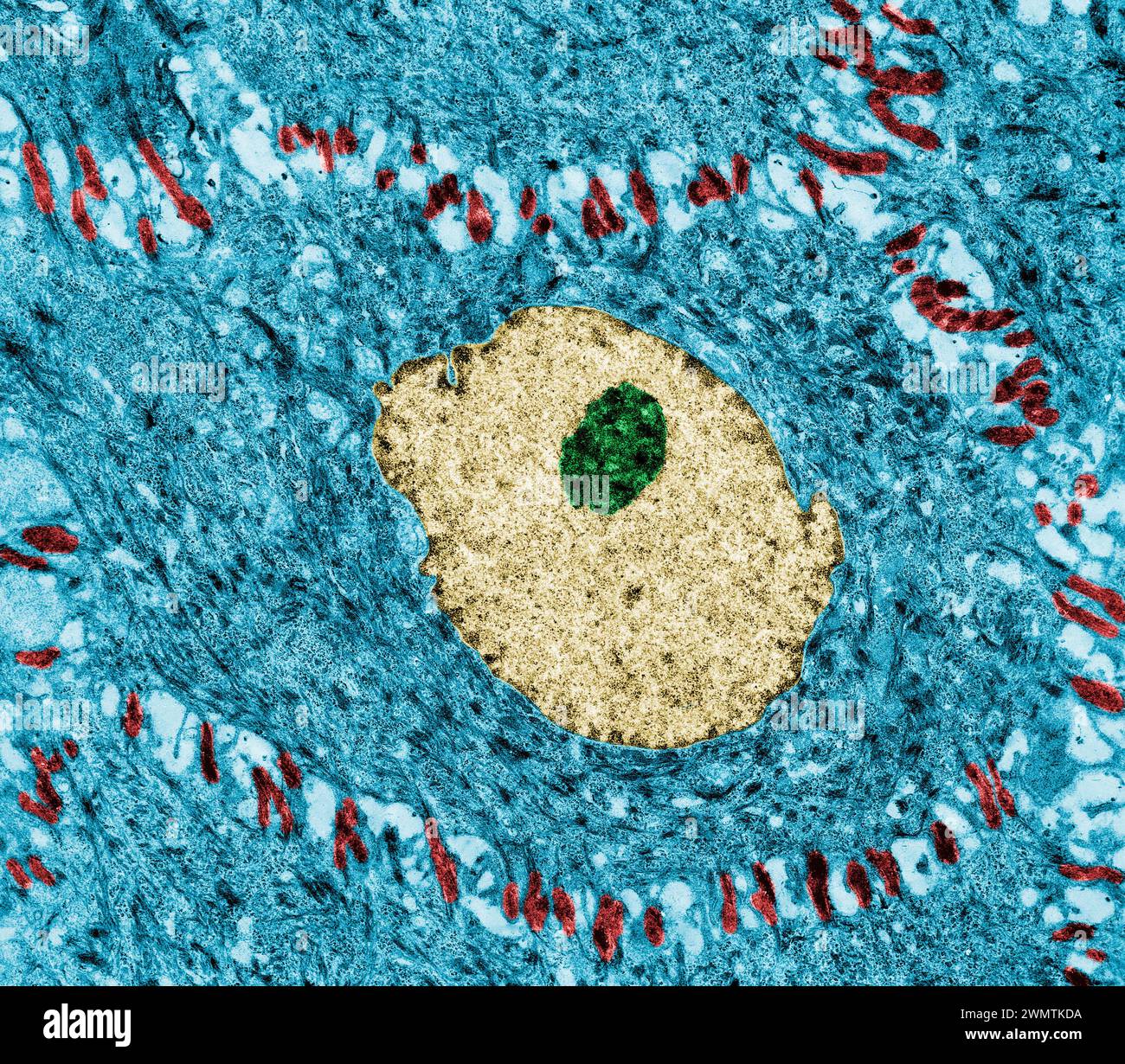 Desmosomes in epidermis, TEM Stock Photo - Alamy