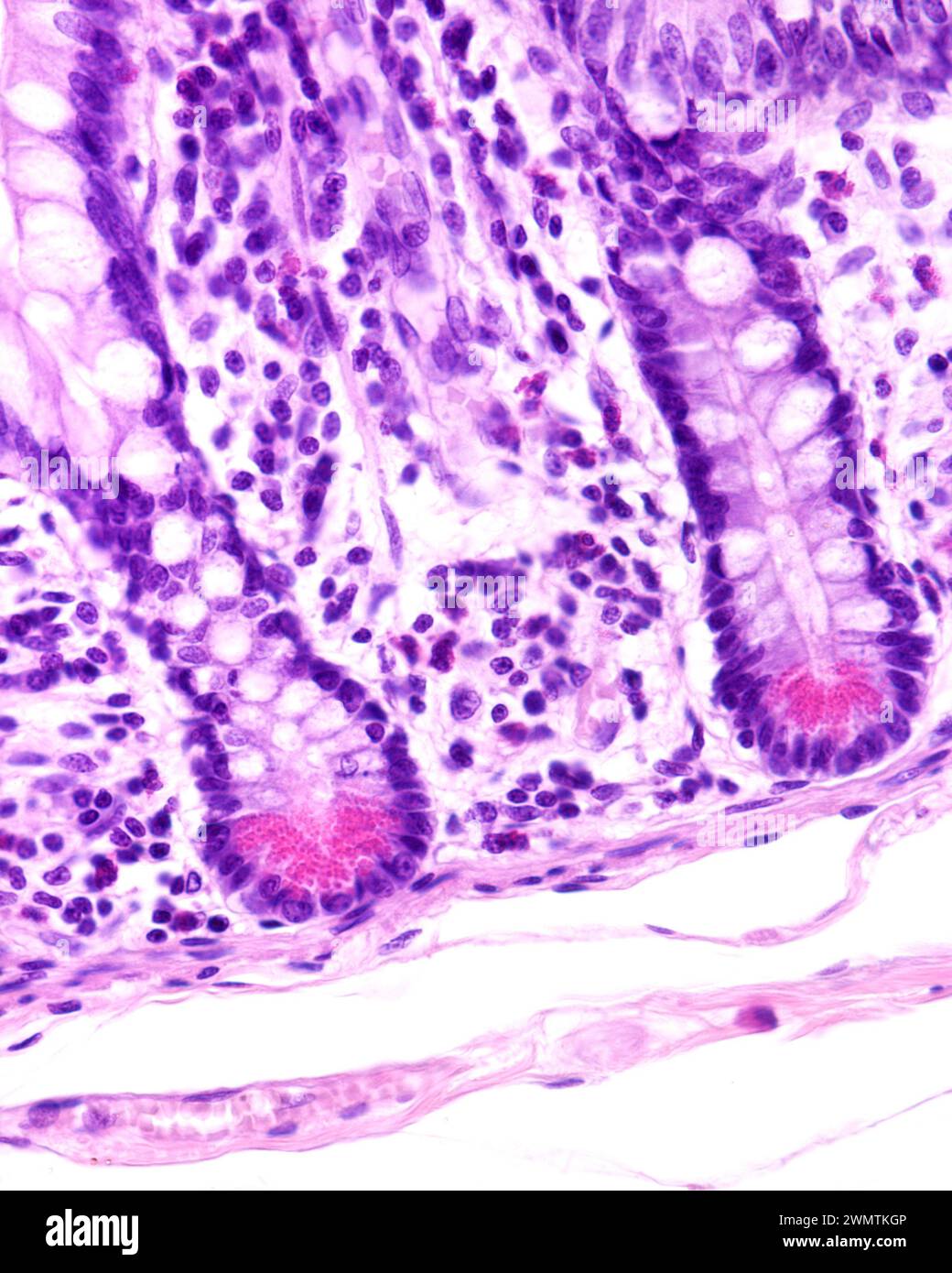 Small intestine Paneth cells, light micrograph Stock Photo - Alamy