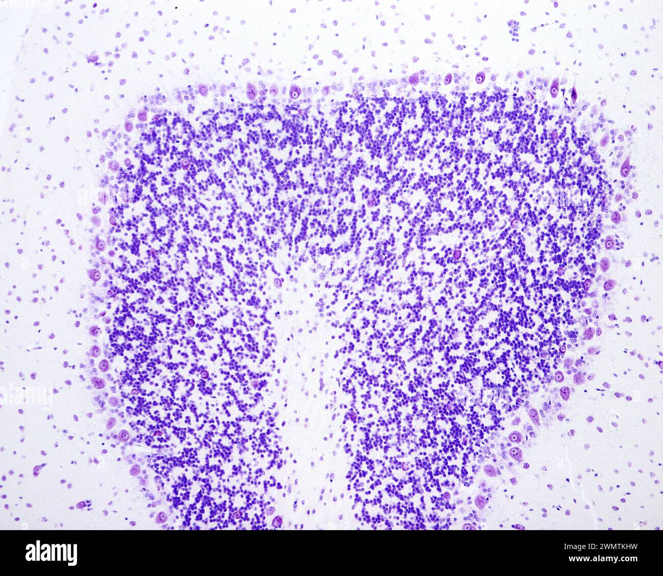 Cerebellar cortex layers, light micrograph Stock Photo - Alamy