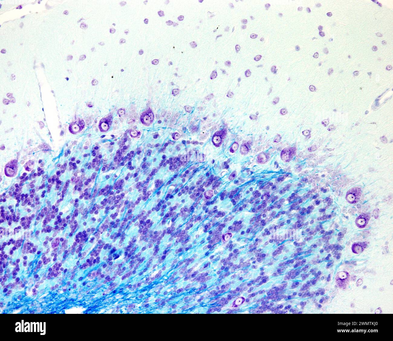 Cerebellar cortex, light micrograph Stock Photo - Alamy