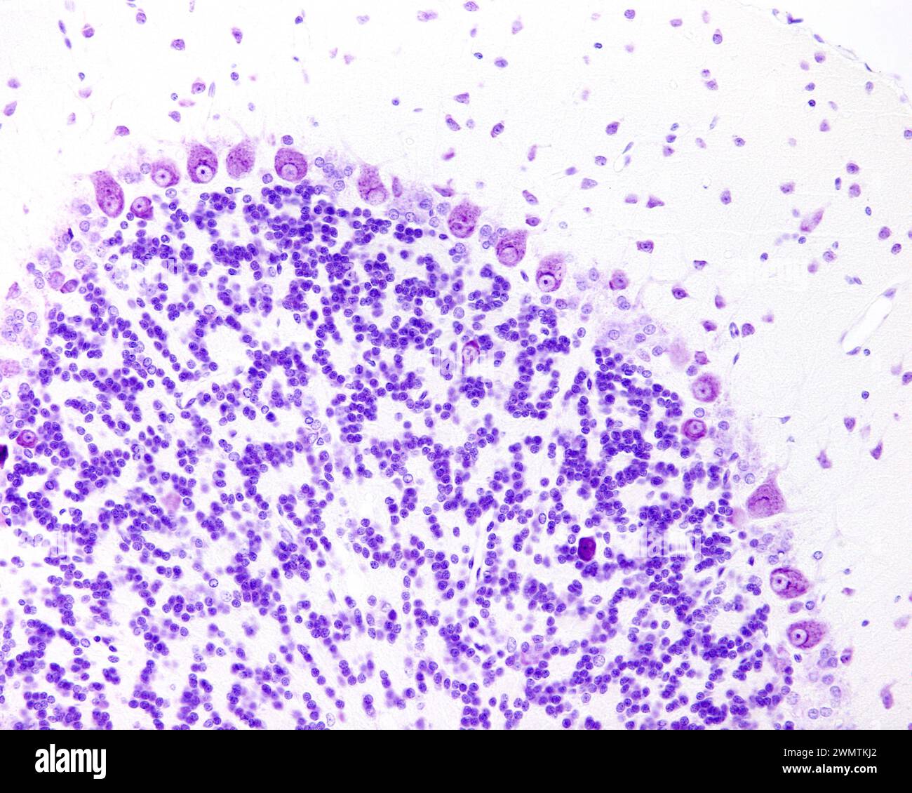 Cerebellar cortex layers, light micrograph Stock Photo - Alamy