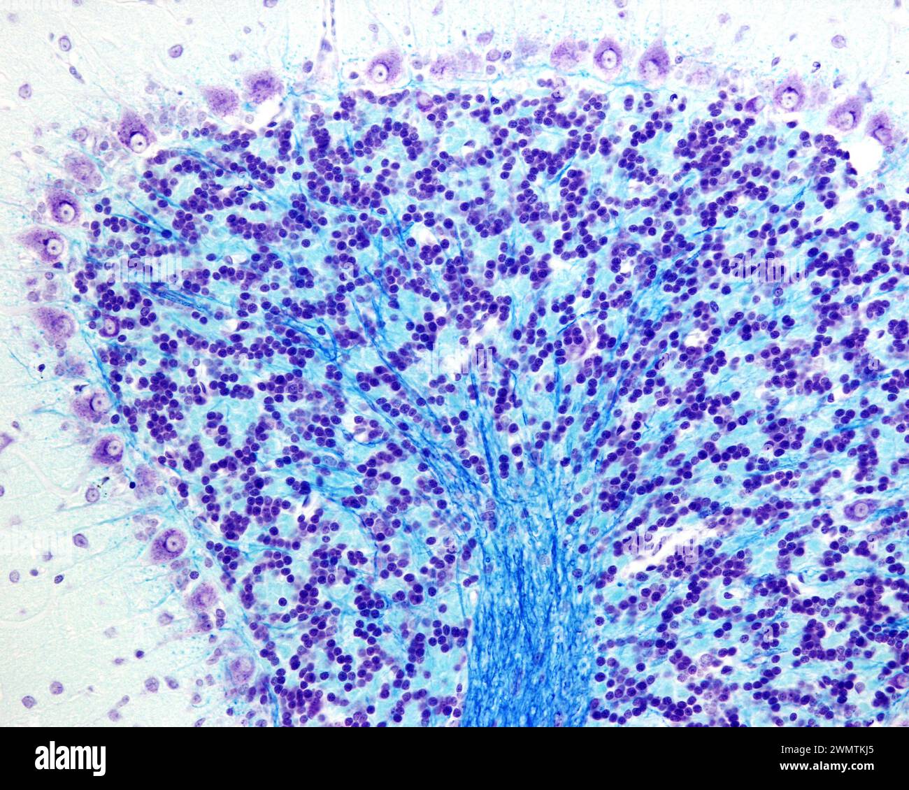 Cerebellar cortex, light micrograph Stock Photo - Alamy